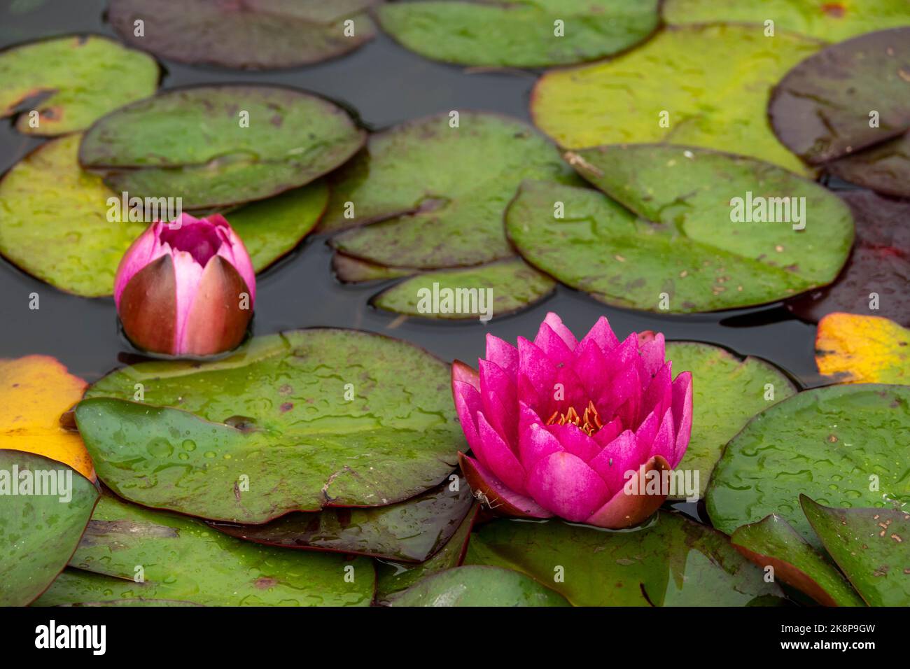 vibrant pink lilies on green pads in the pond Stock Photo - Alamy
