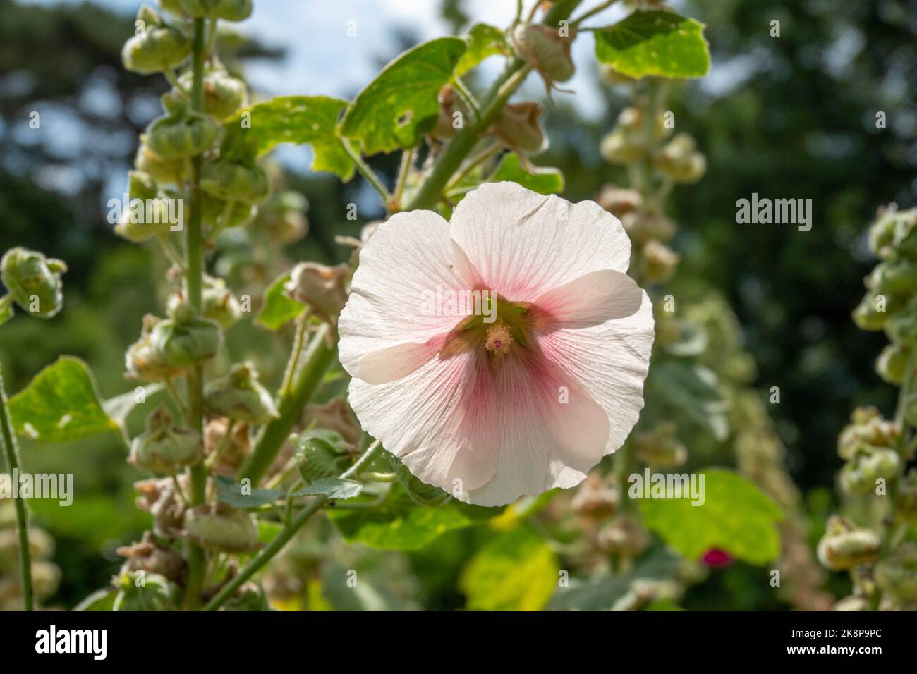 Hollyhocks flower bloom hi-res stock photography and images - Alamy