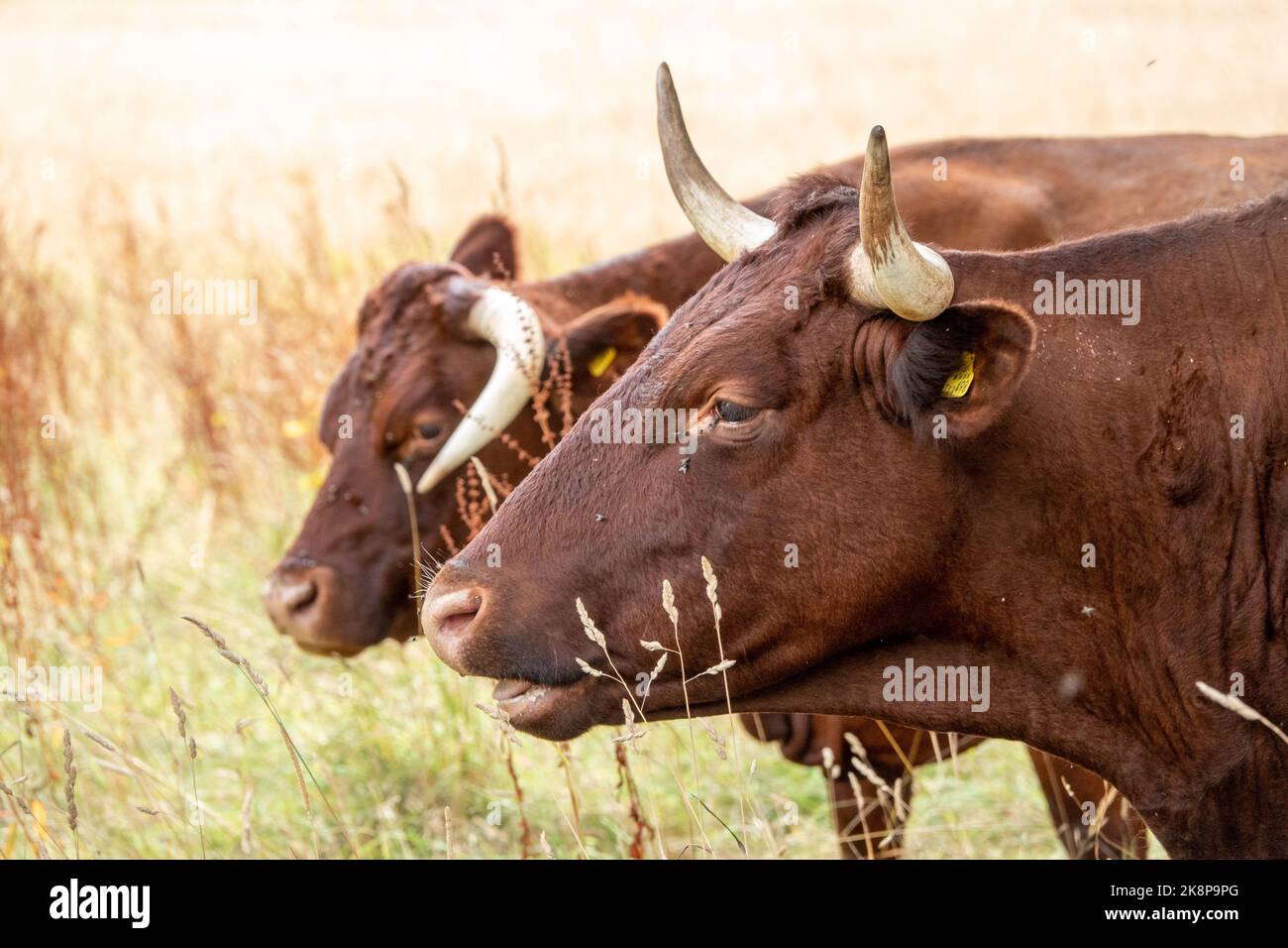 brown cows with horns lying in the grass Stock Photo - Alamy