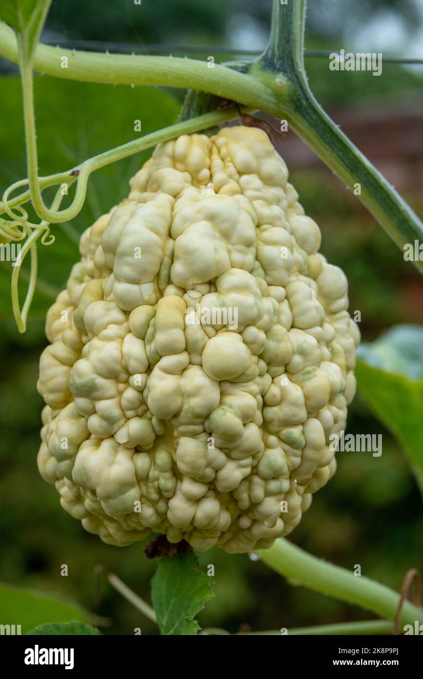 Yellow gourd hi-res stock photography and images - Alamy