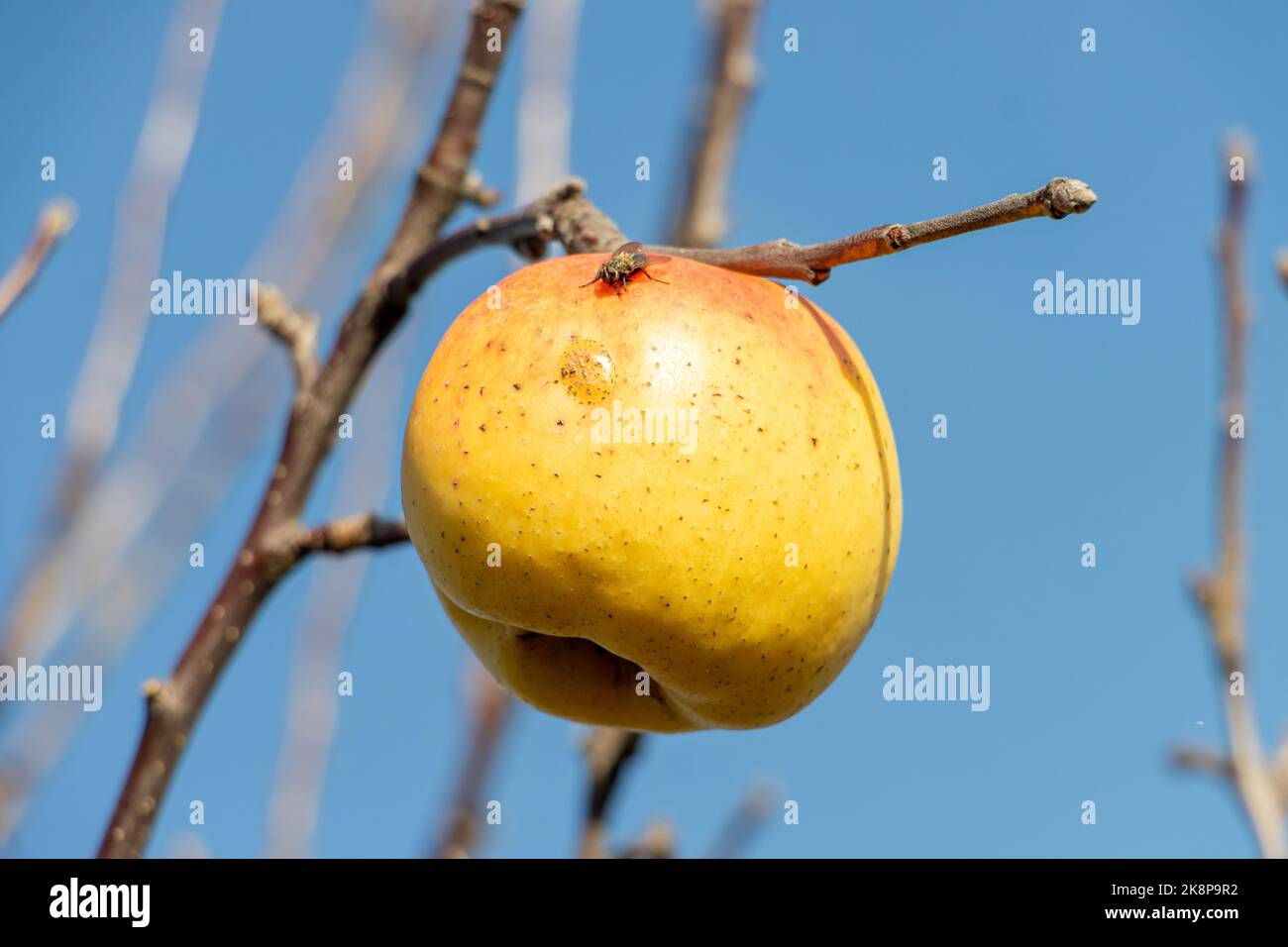 Empty apple tree hi-res stock photography and images - Alamy