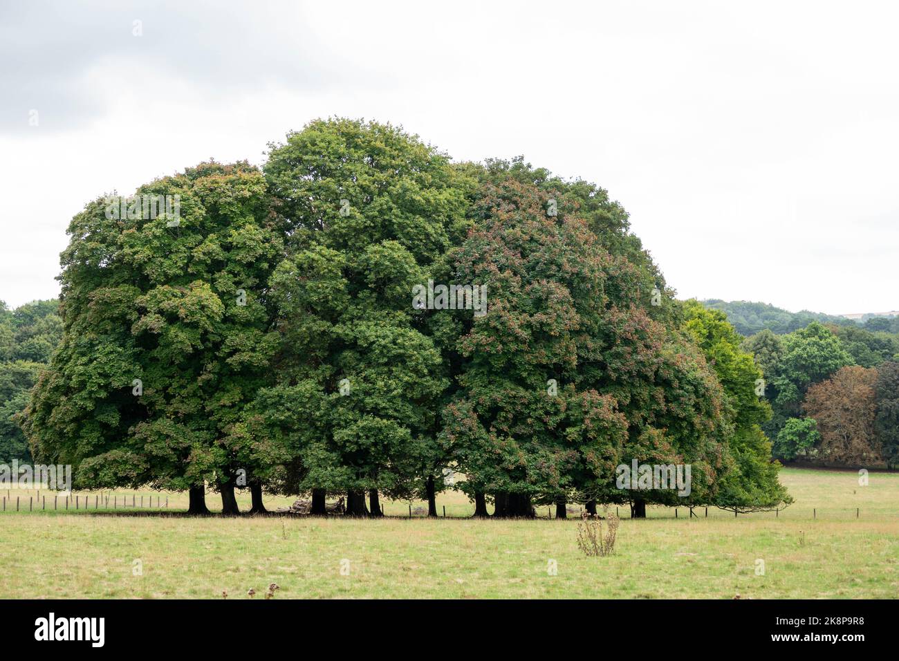 circle of trees just starting to get Autumn colour in the English ...