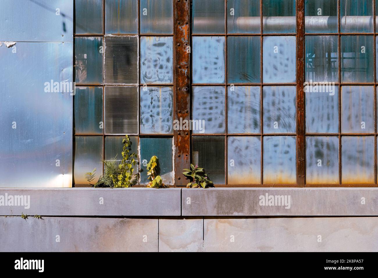 Old and decaying factory windows with much damage and over growth Stock ...