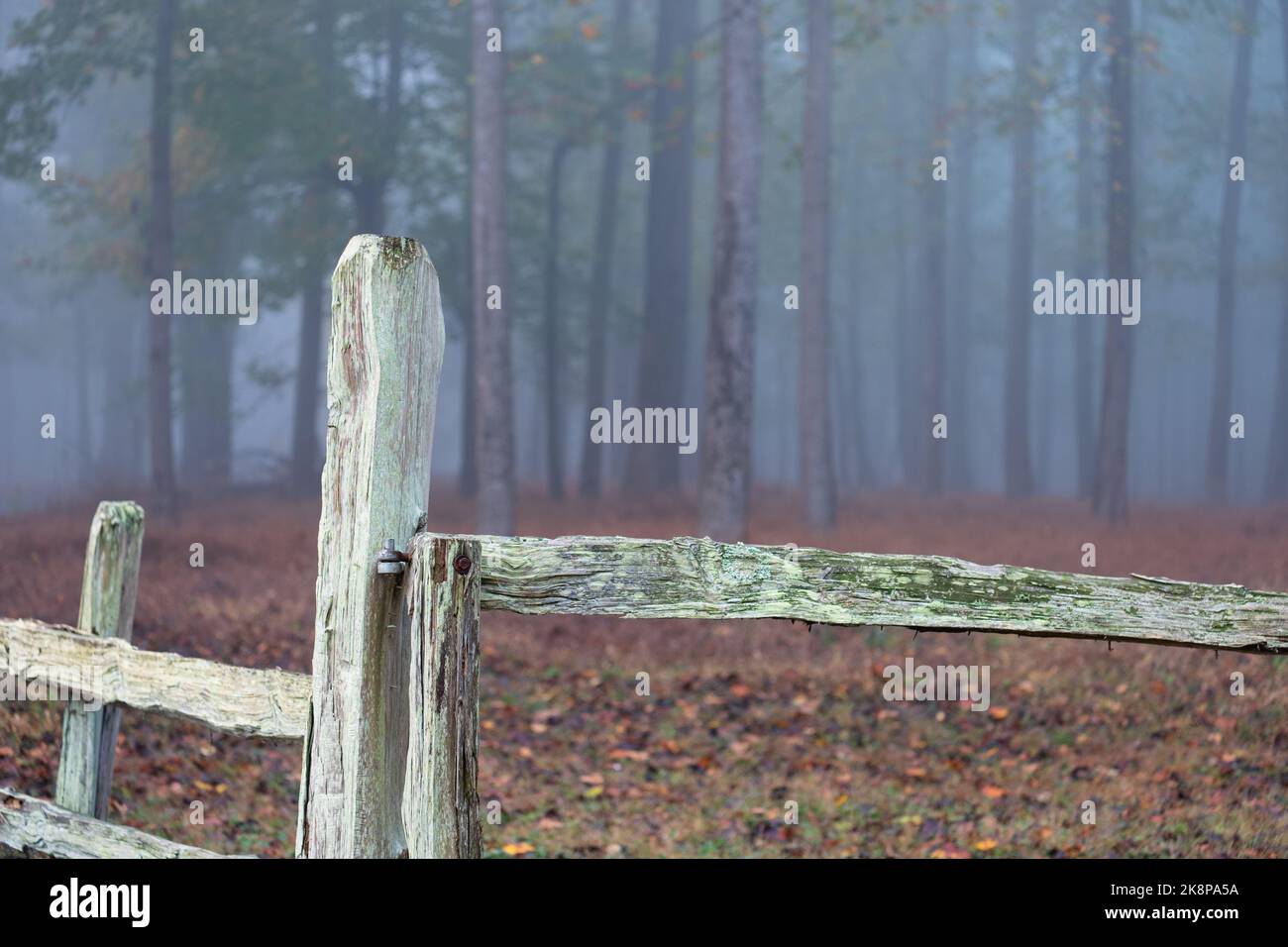 Decaying wooden fence and gate with fog and trees in fall Stock Photo ...