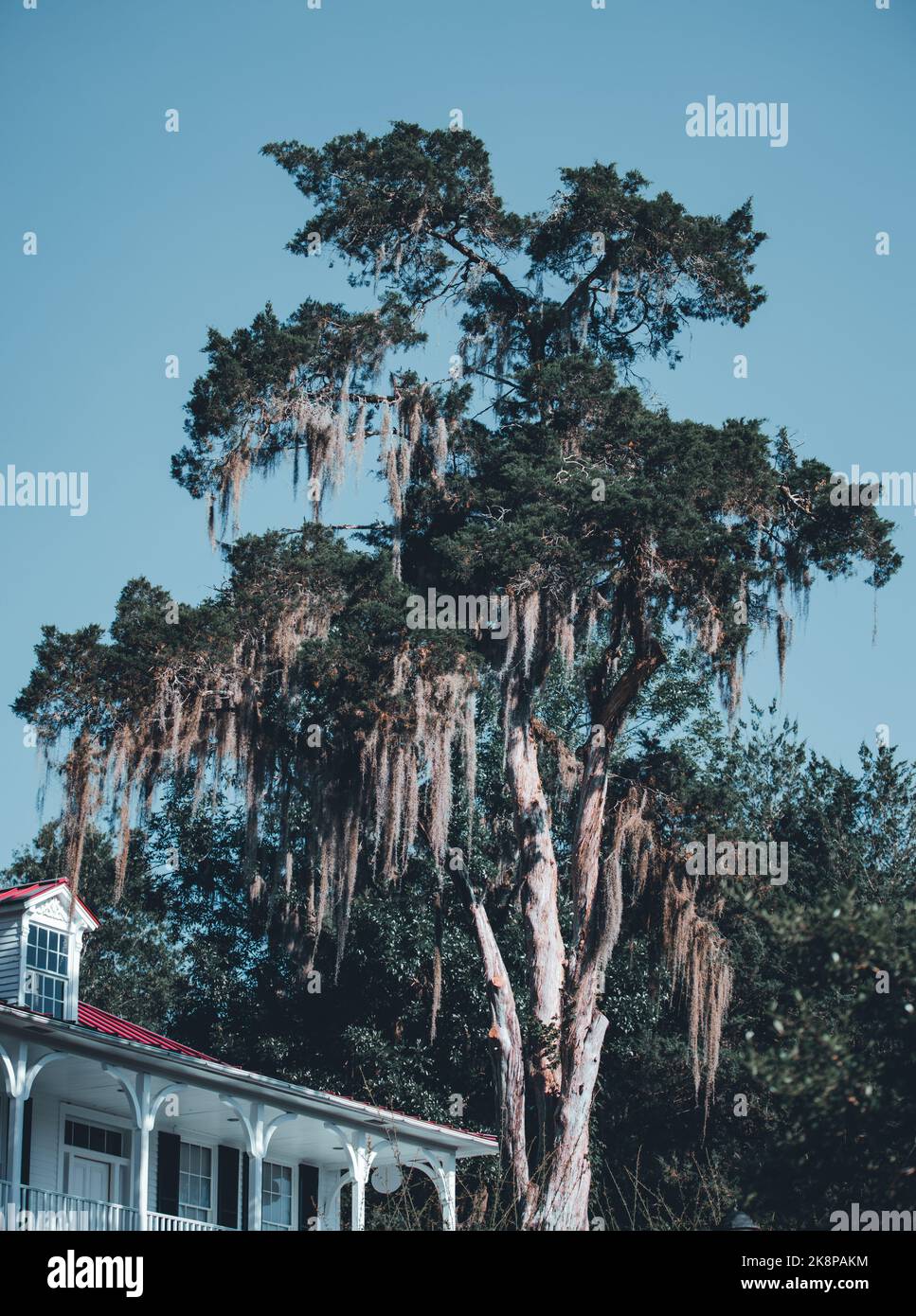 A vertical shot of a huge moss tree over a white private house Stock ...