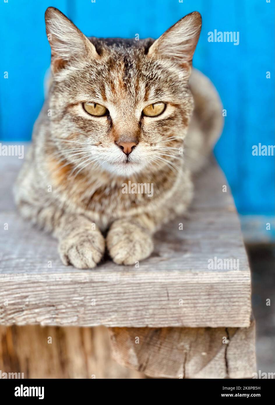 A vertical shot of a cute little cat with yellow eyes, sitting ...