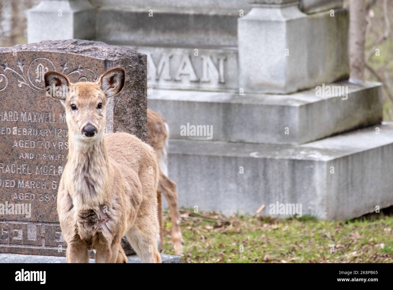 A baby deer in a cemetery surrounded by gravestones in daylight Stock ...