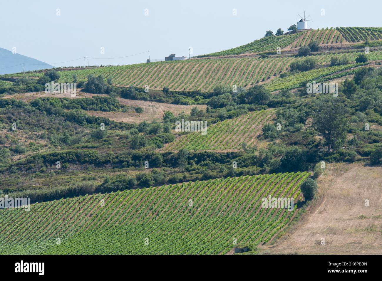 An aerial view of agricultural fields vines plantation surrounded by ...