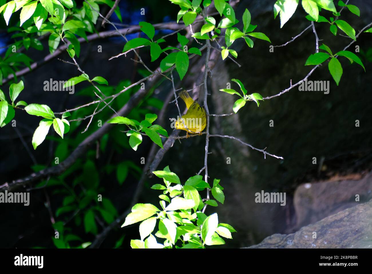 A yellow warbler (Setophaga petechia) on a tree Stock Photo - Alamy