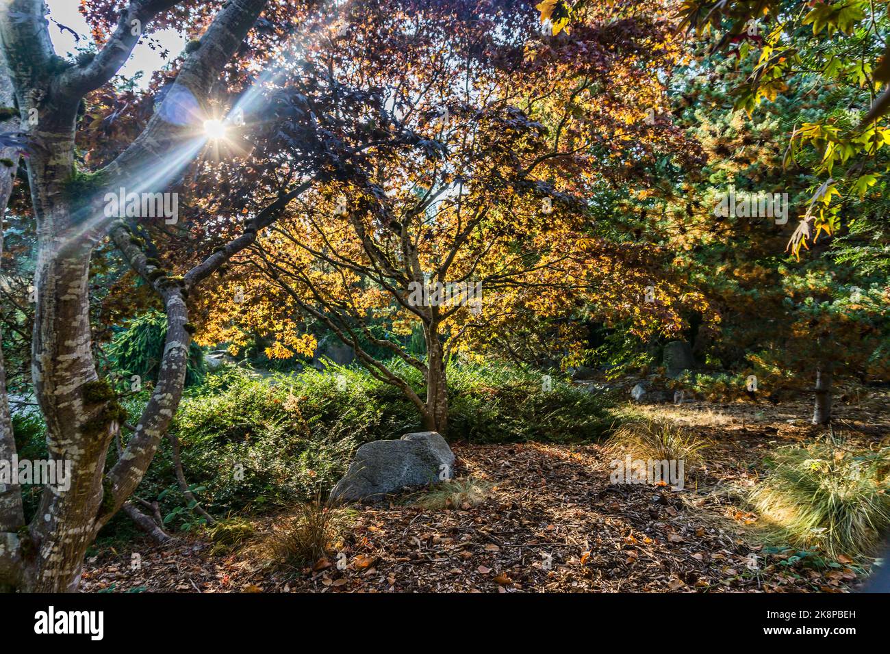 Trees filled with color at an arboretum at South Seattle College Stock ...