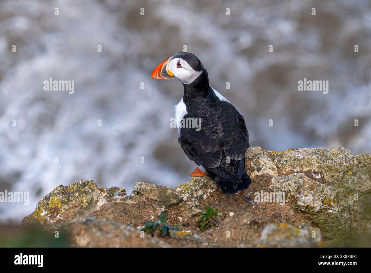 Puffin nesting and perched on cliff face on rugged UK coastline view ...