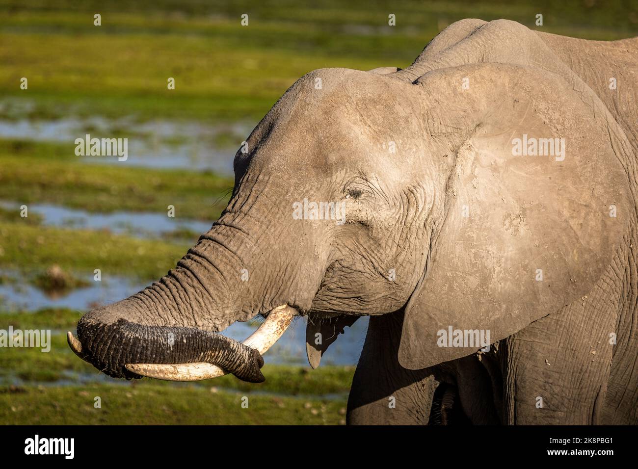 Lazy elephant, resting her trunk on her tusks, Amboseli National Park ...