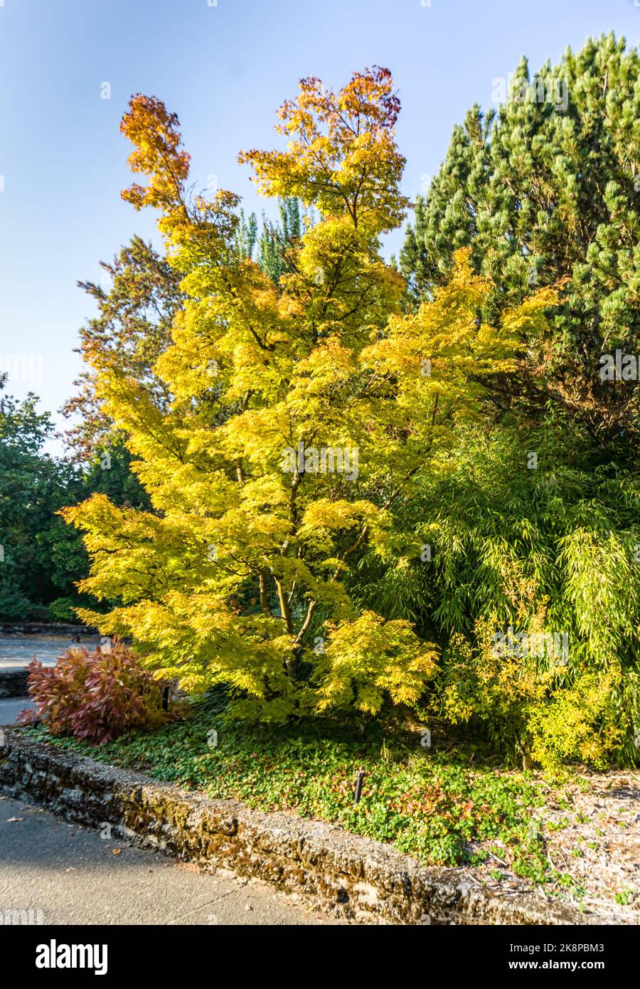 Trees filled with color at an arboretum at South Seattle College Stock ...