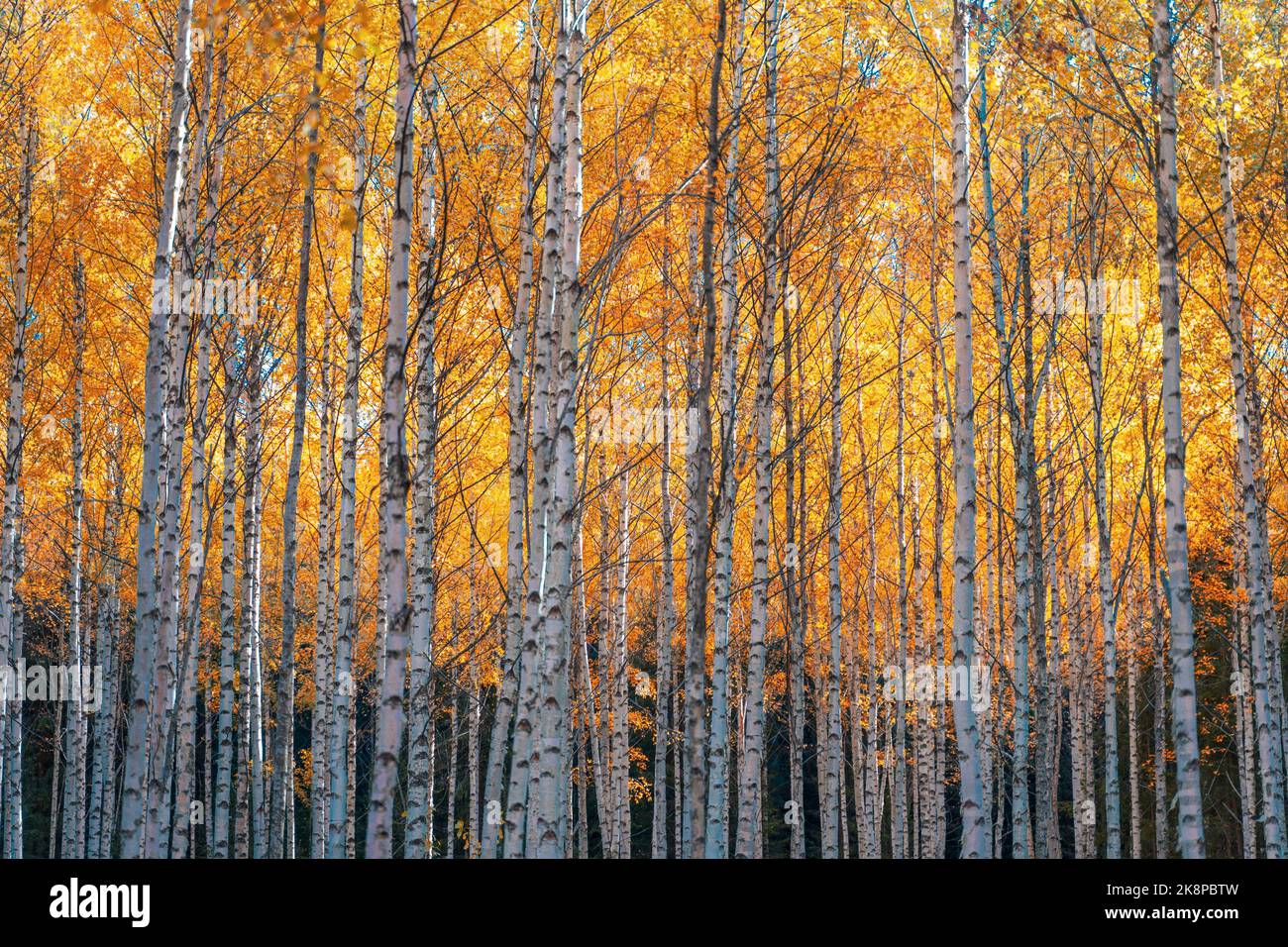 Plantefelt hi-res stock photography and images - Alamy