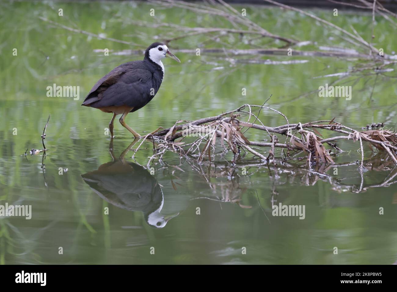 White breasted waterhen flying hi-res stock photography and images - Alamy