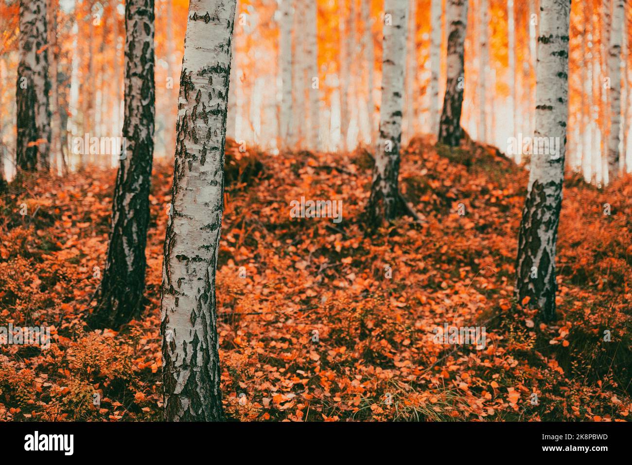 Plantefelt hi-res stock photography and images - Alamy