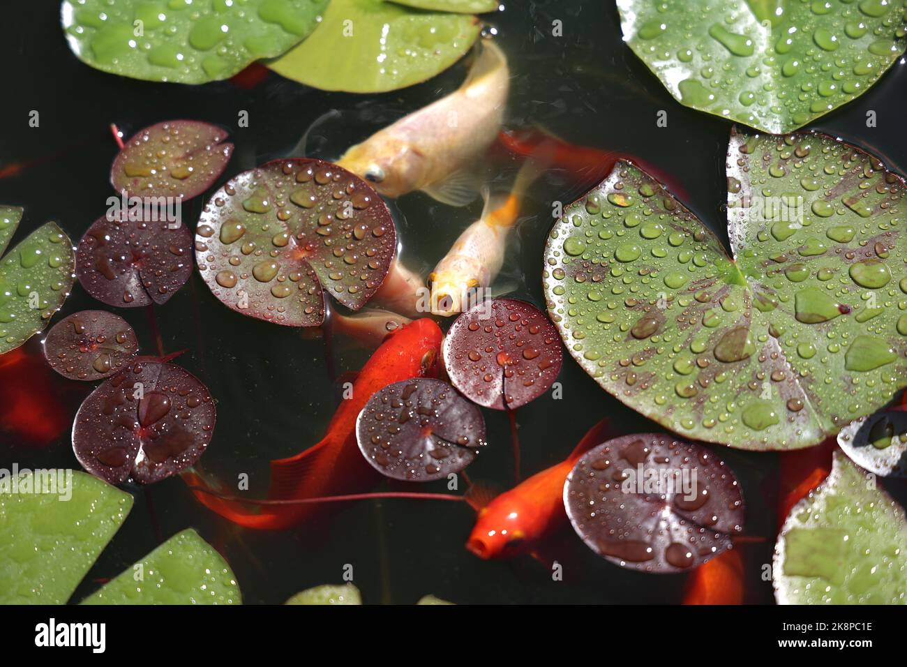 Beautiful goldfish swim in the garden pond Stock Photo - Alamy