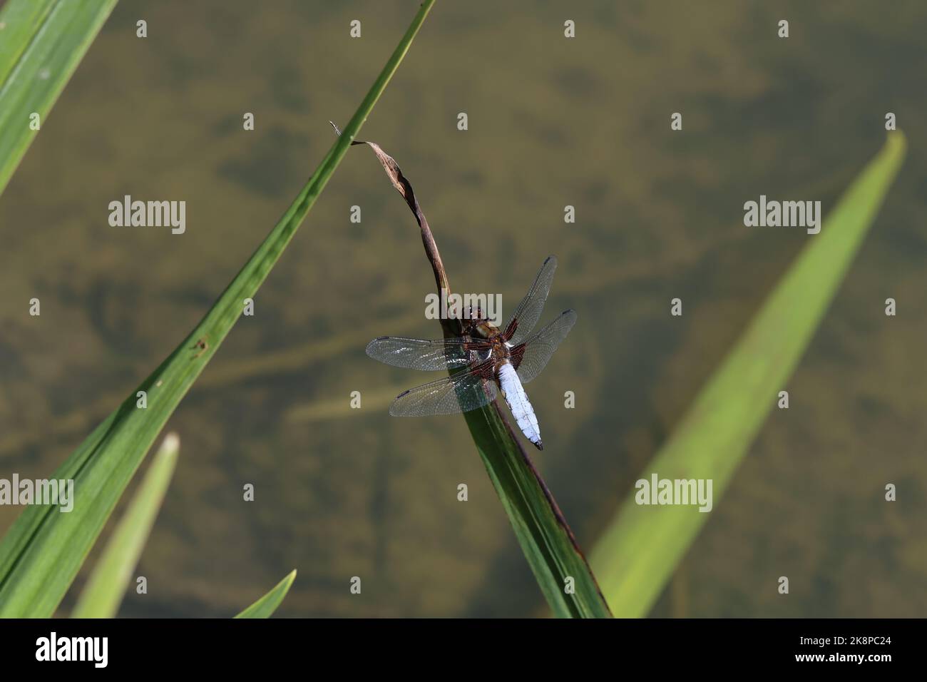 Dragonfly sits in the reeds on the lake Stock Photo - Alamy