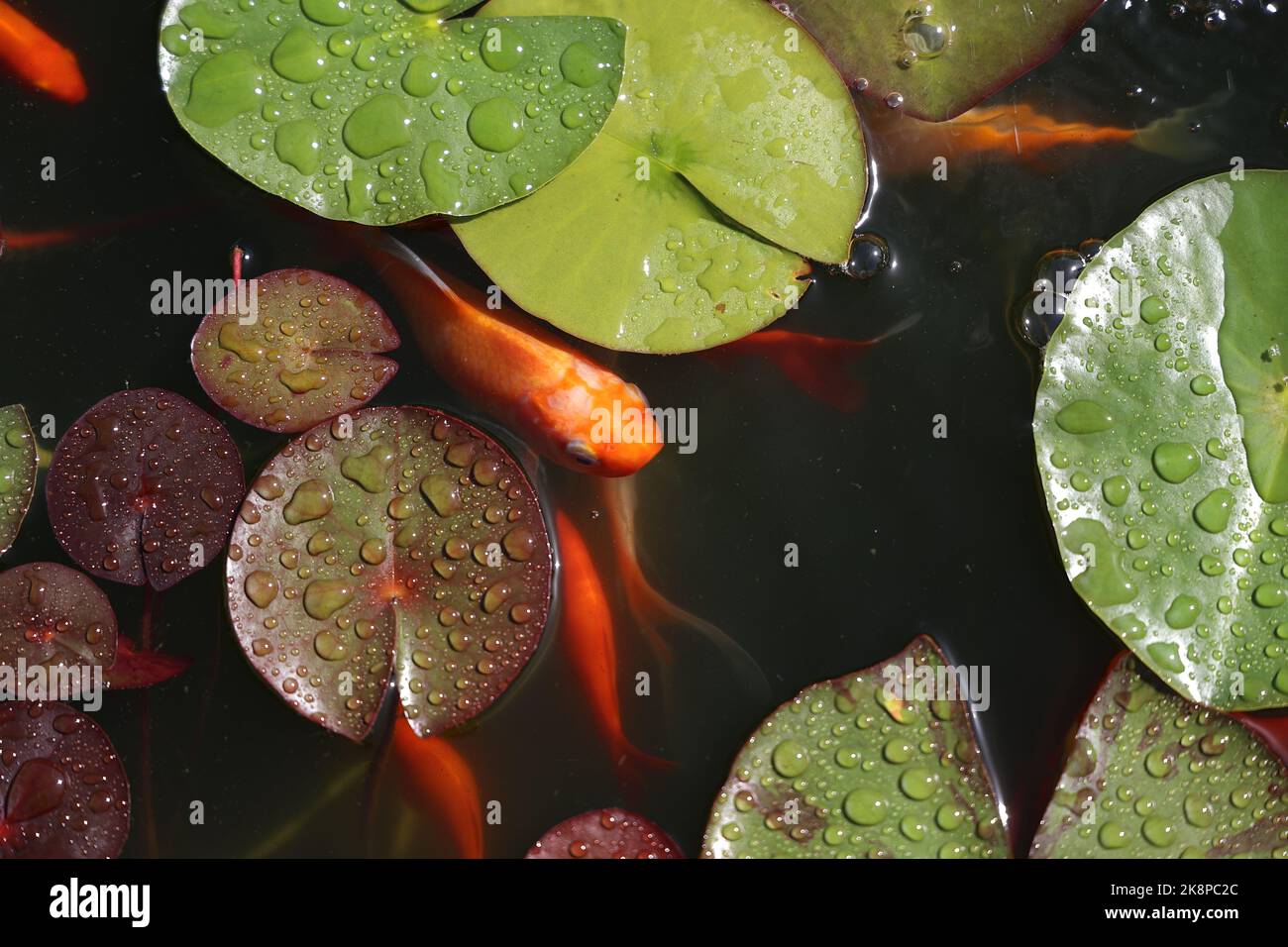 Beautiful goldfish swim in the garden pond Stock Photo - Alamy