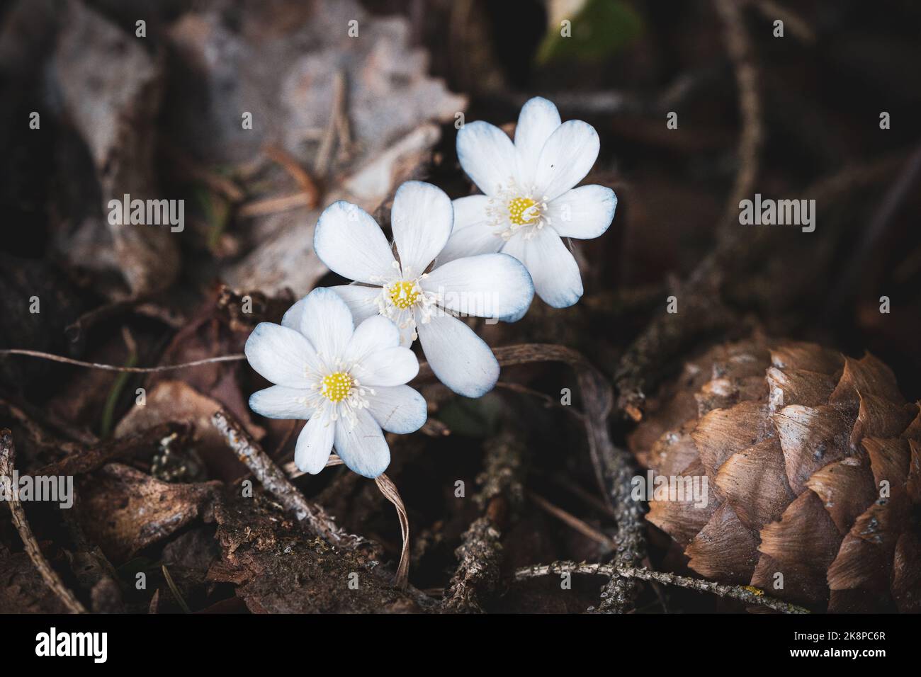 White Hepatica nobilis by Olterudelva River, Toten, Norway, in spring ...