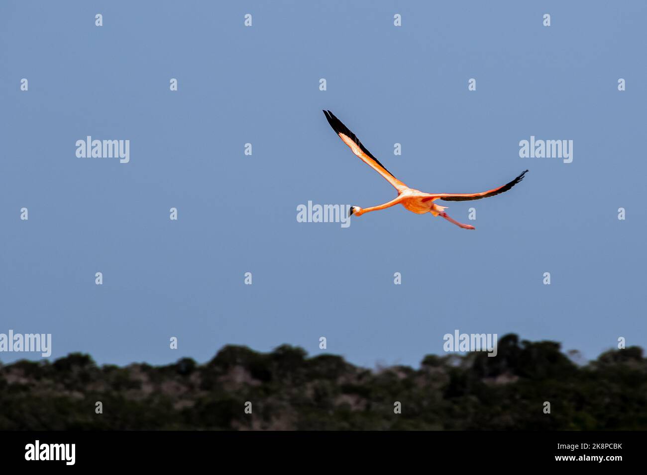 A pink flamingo flying over the trees on a sunny day in Mexico Stock ...