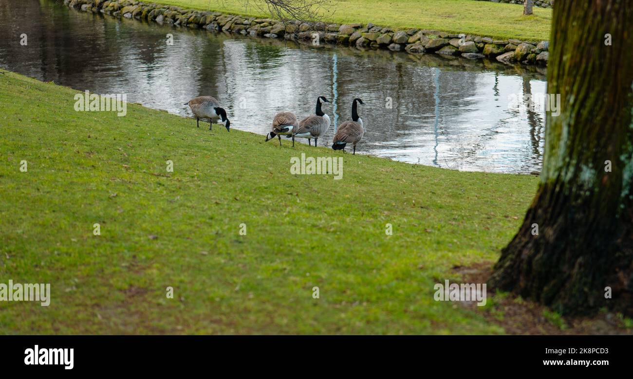 An aerial view of geese standing near water in park Stock Photo - Alamy
