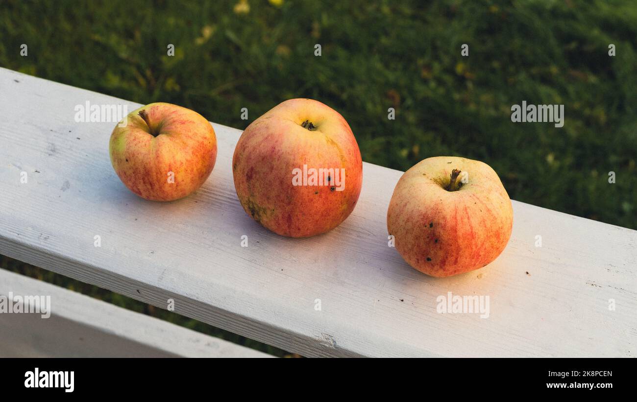 Three sorts of apples, with the Swedish sort SÃ¤vstaholm in the middle ...