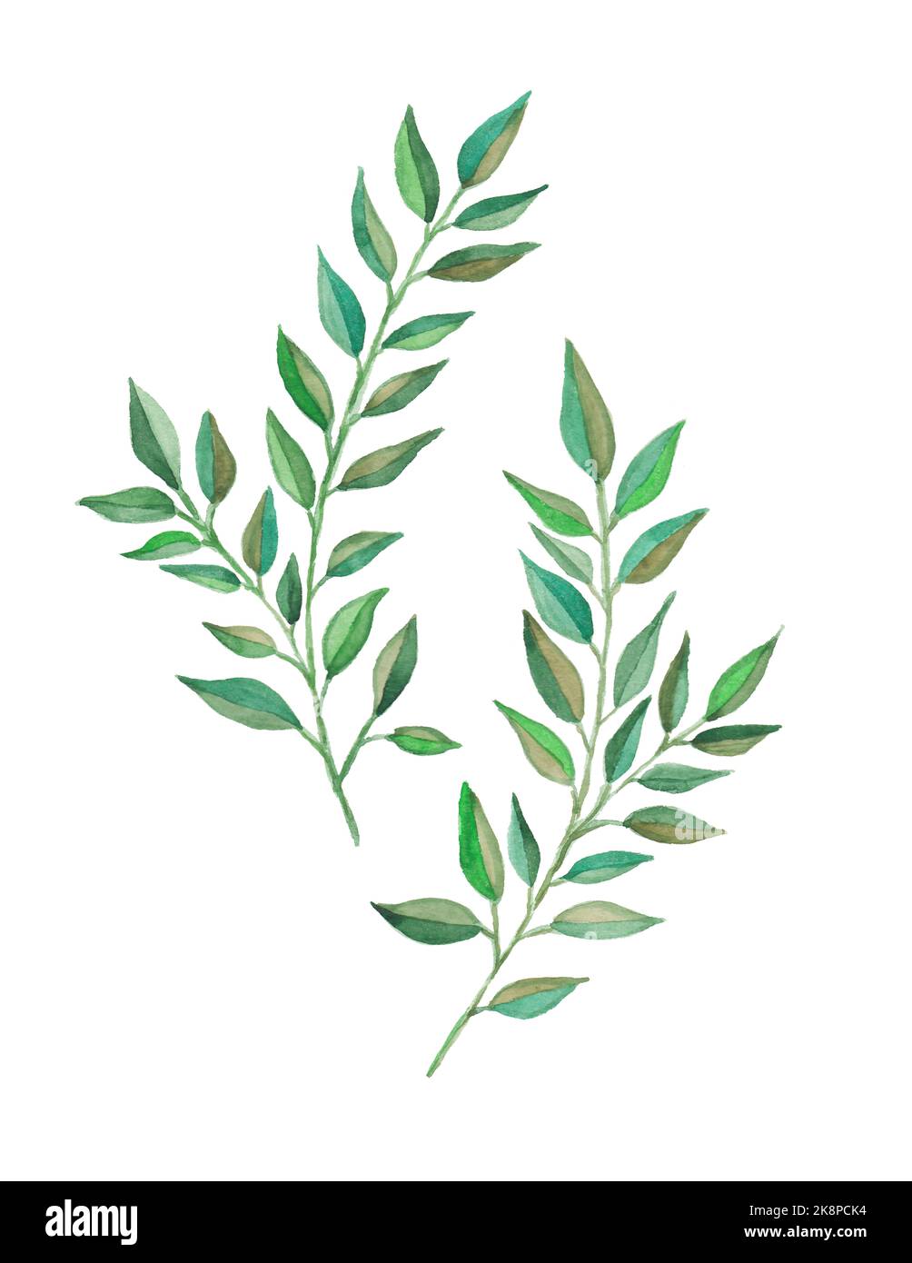 Watercolor laurel branches art hand painted. Isolated tree leaves ...