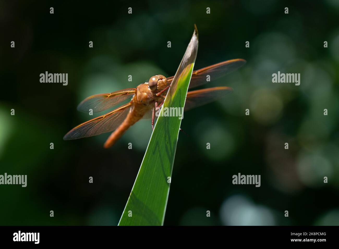A close-up of a brown double-winged dragonfly resting on a leaf of a ...