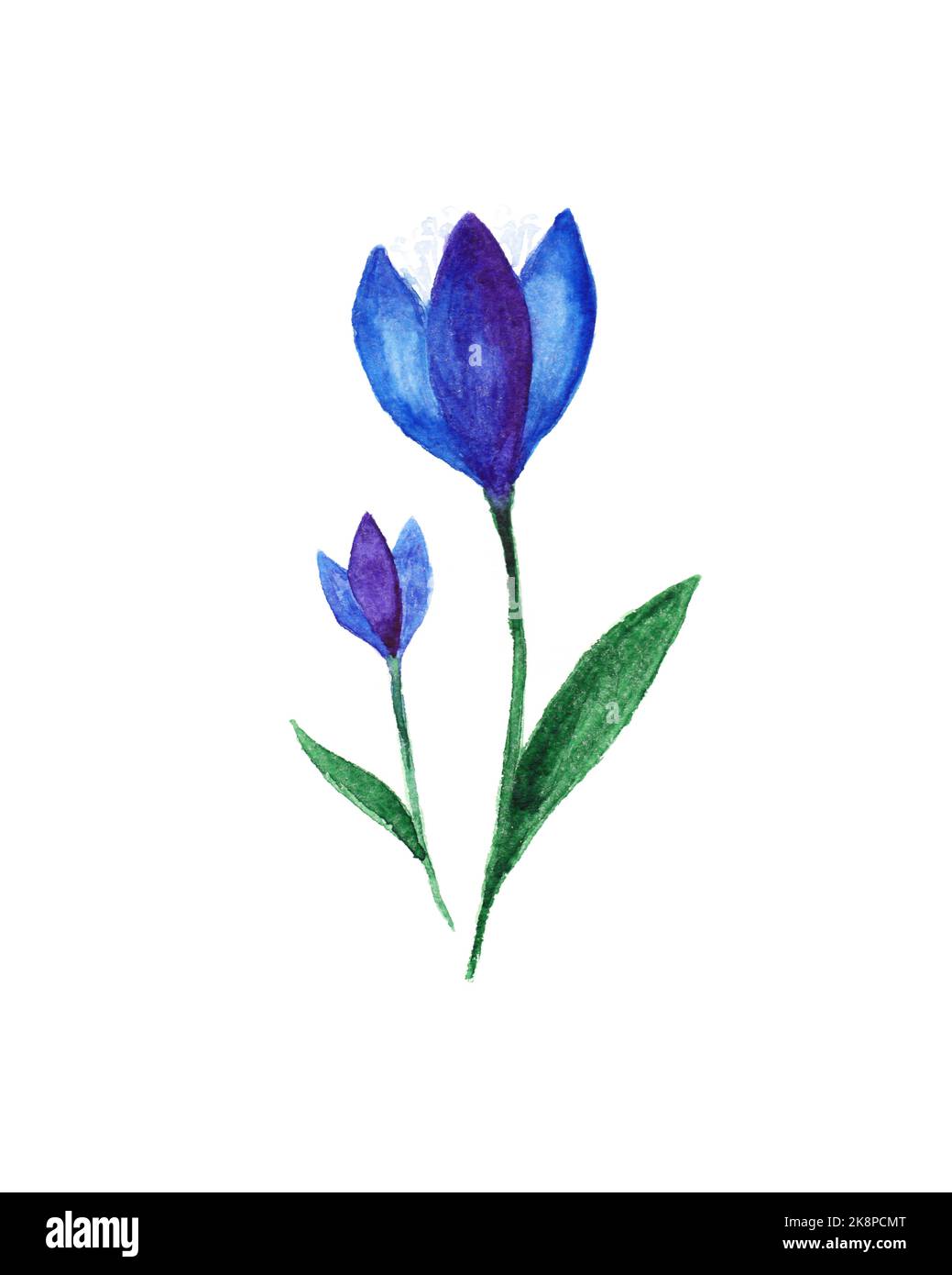 Watercolor blue flowers painting. Two blue tulips with green leaves on ...