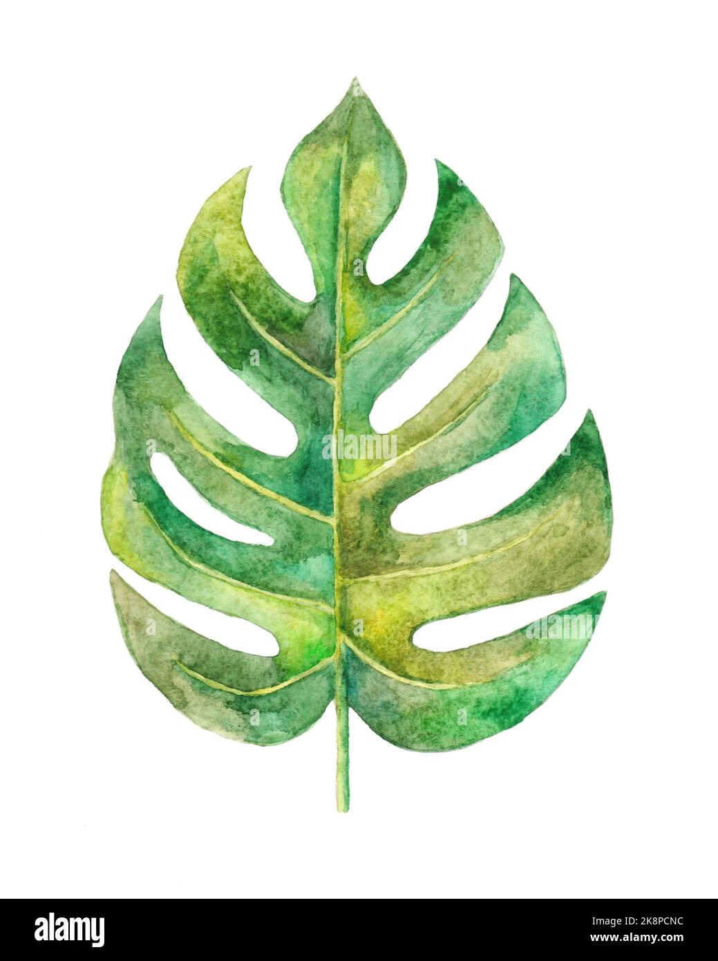 Watercolor monstera leaf art. Green monstera leaf on white background ...