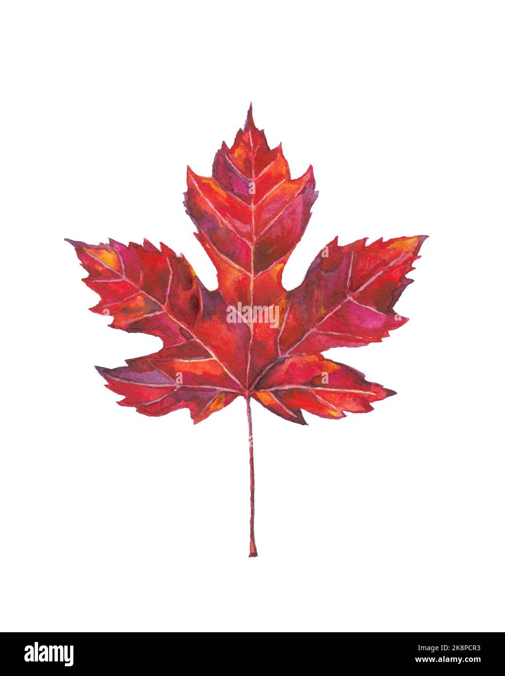 Watercolor maple leaf painting. Isolated fall tree leaf. Aquarelle red ...
