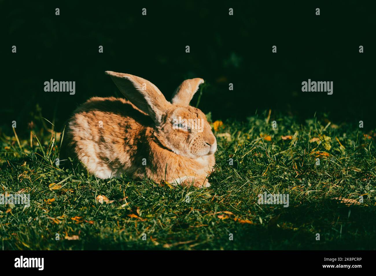 Belgisk kjempe hi-res stock photography and images - Alamy