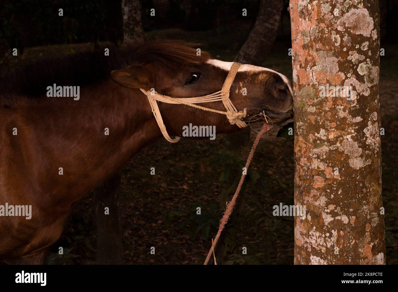 A closeup shot of a brown horse scratching its muzzle with a tree on a ...