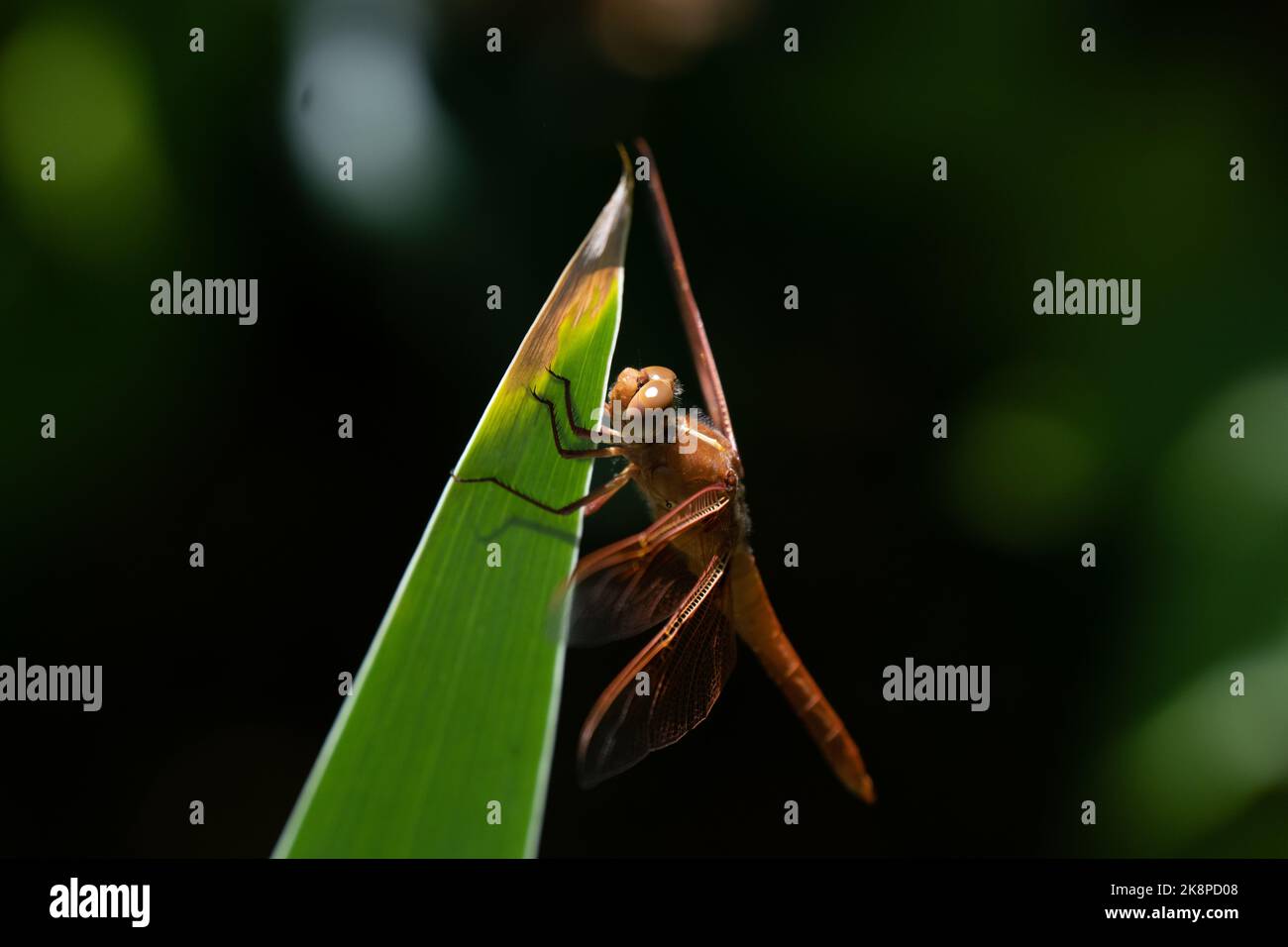 A close-up of a brown double-winged dragonfly resting on a leaf of a ...