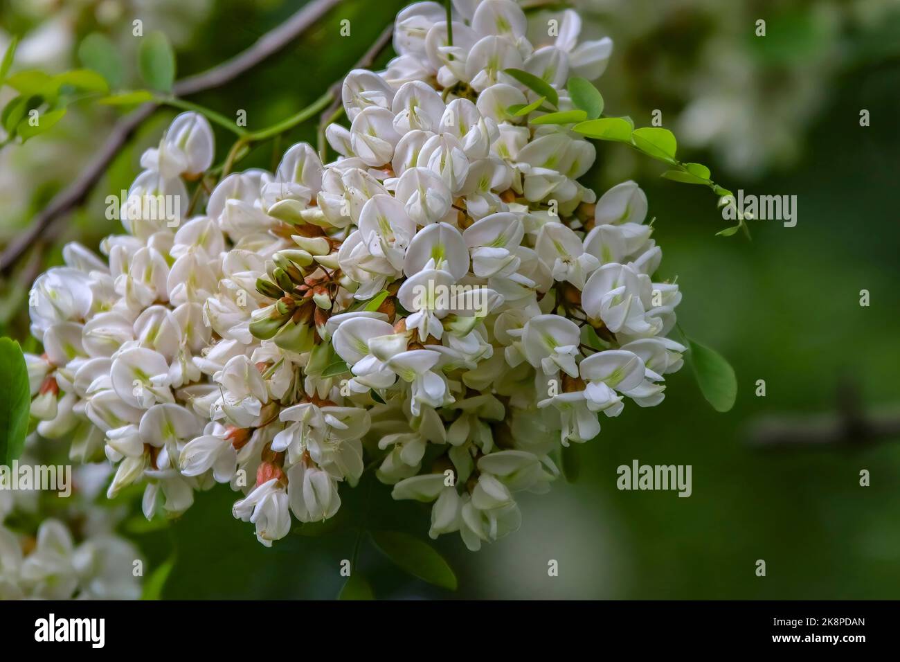 A closeup shot of the white flowers of a black locust tree Stock Photo ...