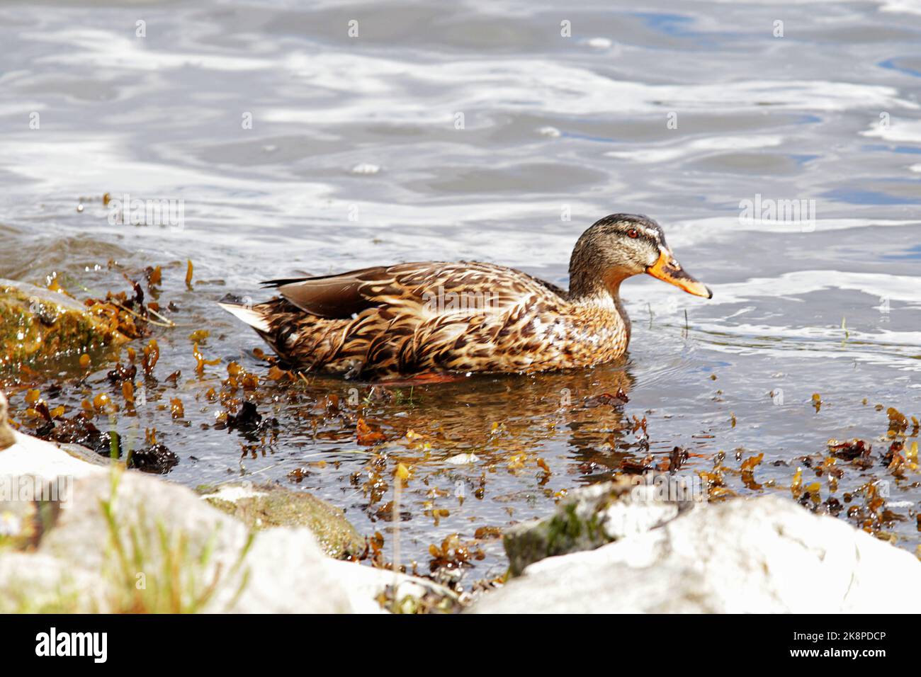 A closeup of duck floating in water Stock Photo - Alamy