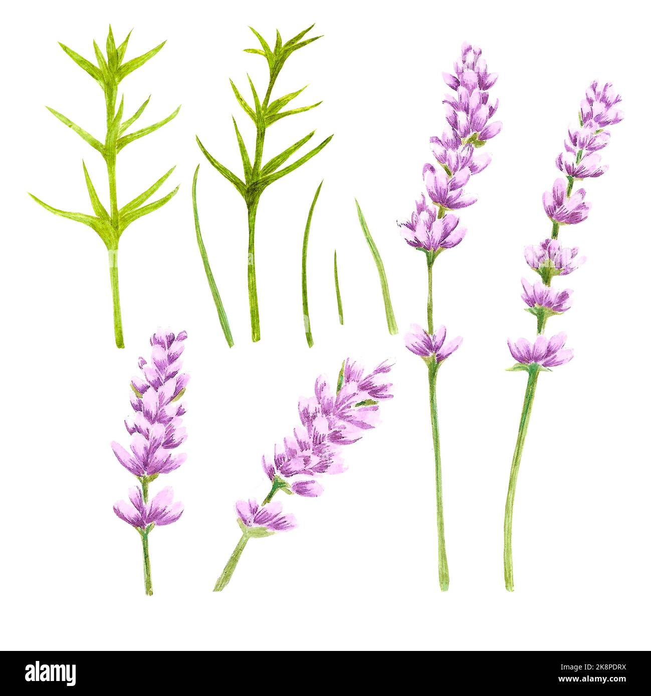 Handdrawn lavender flowers. Watercolor set of elements. Scrapbook ...
