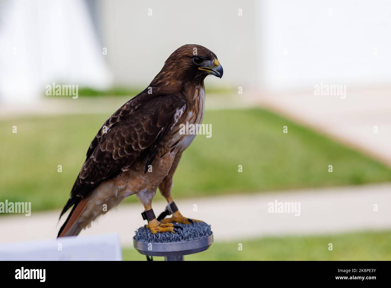 A closeup shot of red-tailed hawk with a rope on its leg standing on a ...