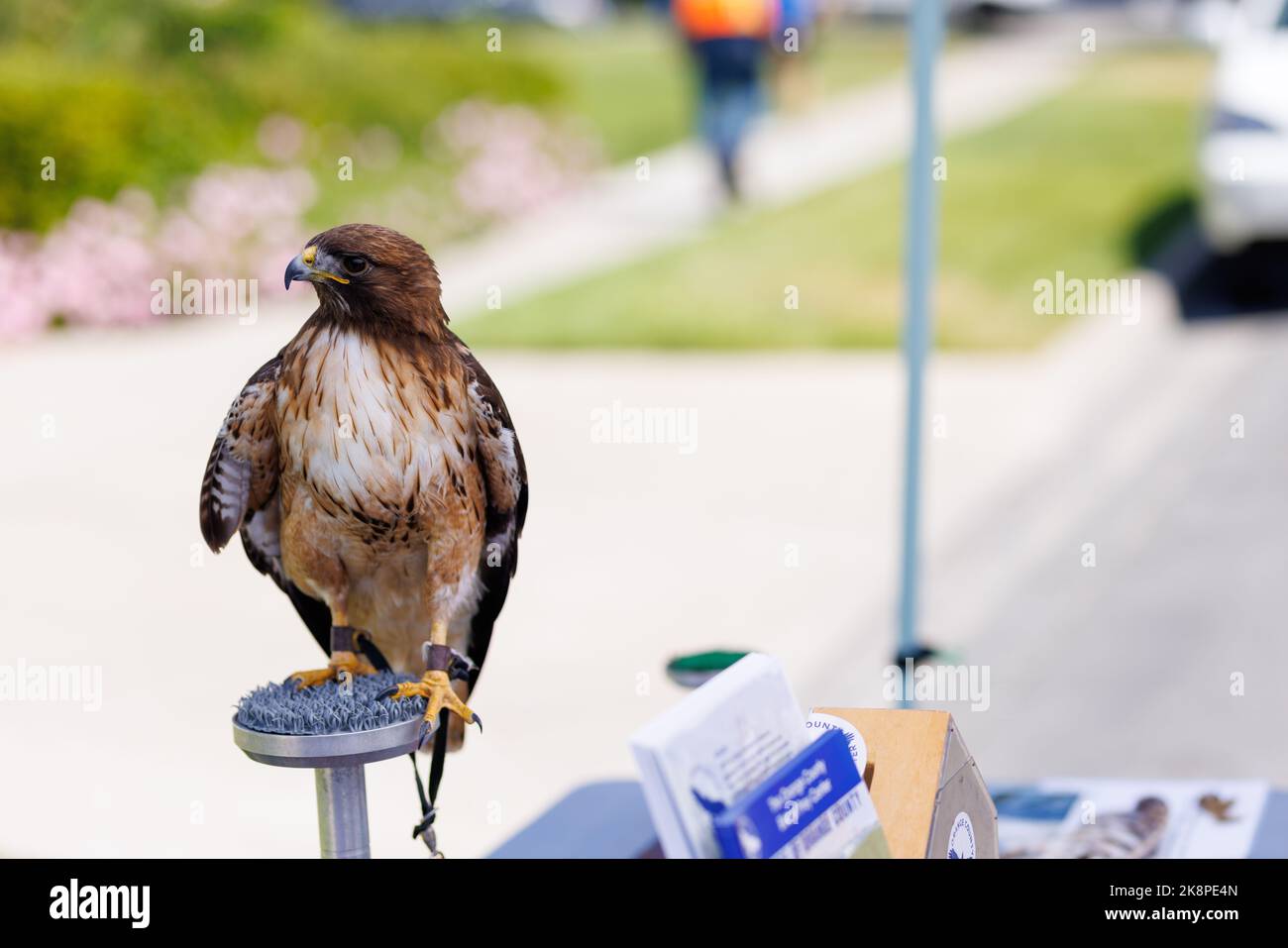 A red-tailed hawk with a rope on its leg standing on a metal column ...