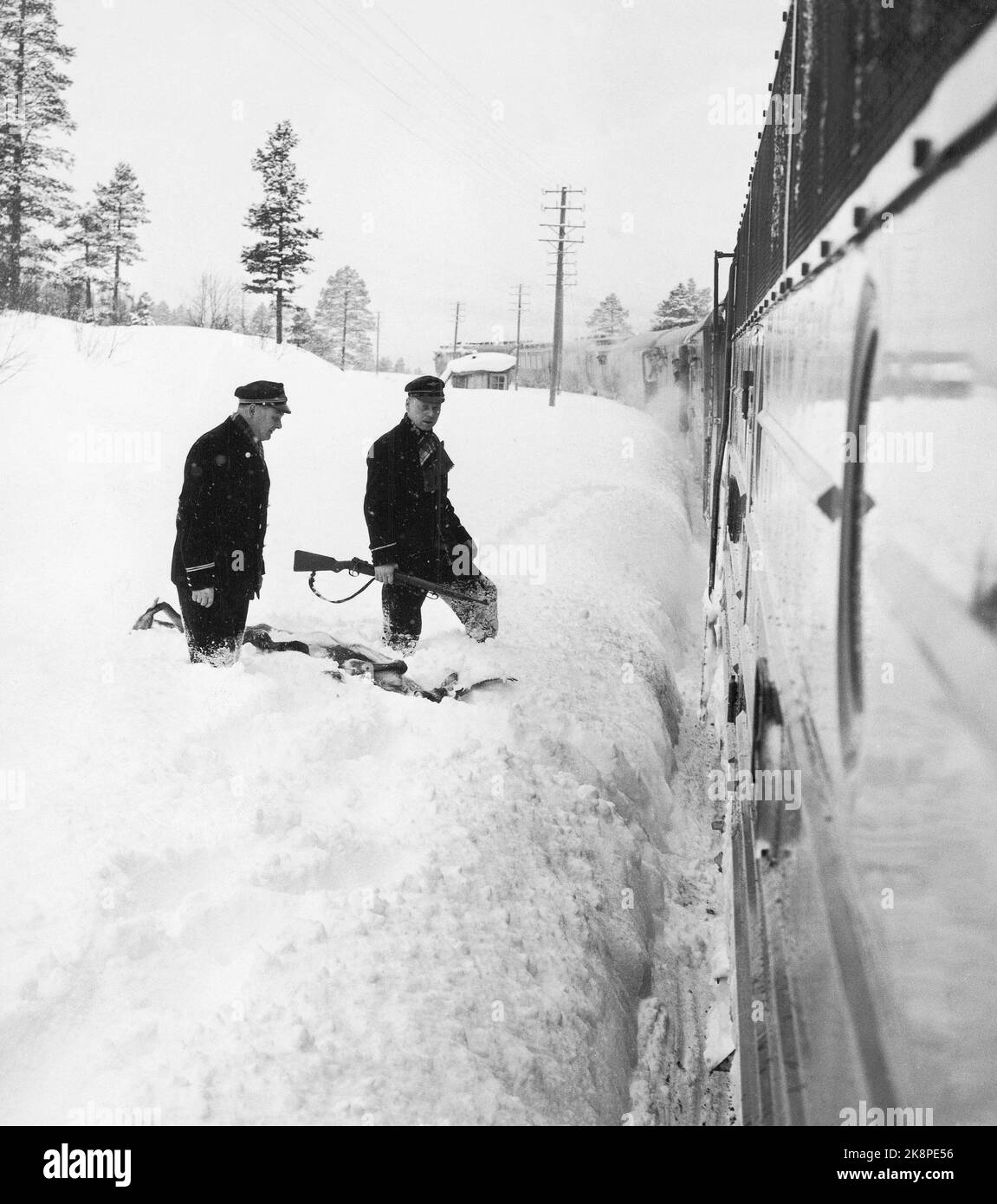 Ivar aaserud current ntb winter reindeer conductors animal accidents ...
