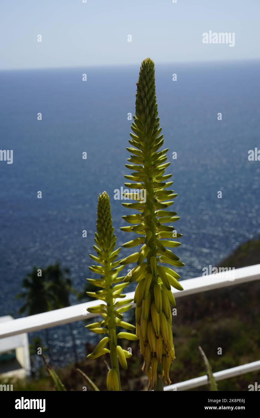 Aloe Vera plant in balcony in Acapulco, Mexico Stock Photo - Alamy