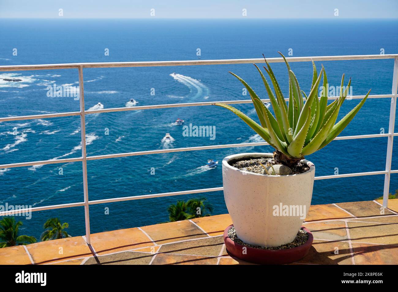 Aloe Vera plant in balcony in Acapulco, Mexico Stock Photo - Alamy