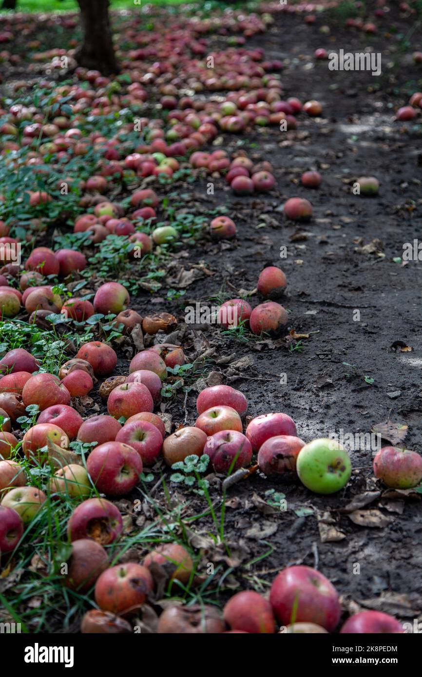 A vertical shot of fallen apples on the ground Stock Photo - Alamy