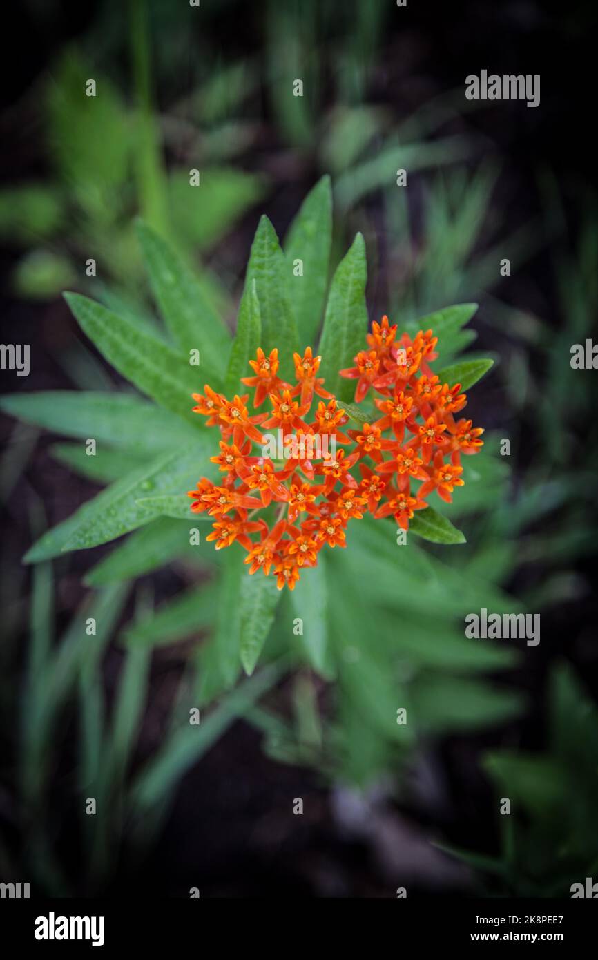 A vertical shot of orange Butterfly milkweed flowers at the Powell ...
