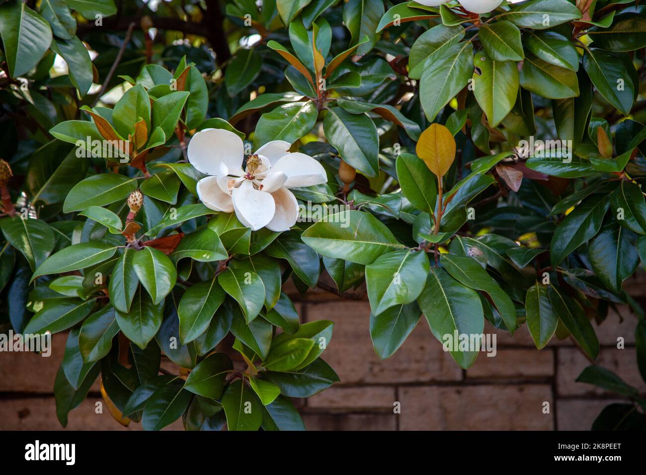 A closeup of the flower of a Magnolia tree at the Powell Botanical ...