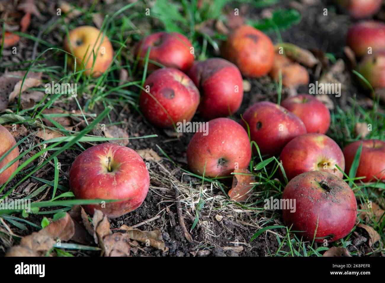 Nebraska city apples hi-res stock photography and images - Alamy