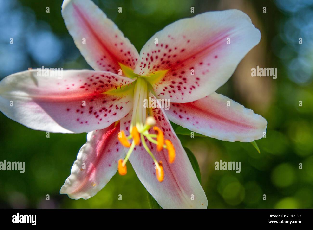 Powell botnical garden hi-res stock photography and images - Alamy