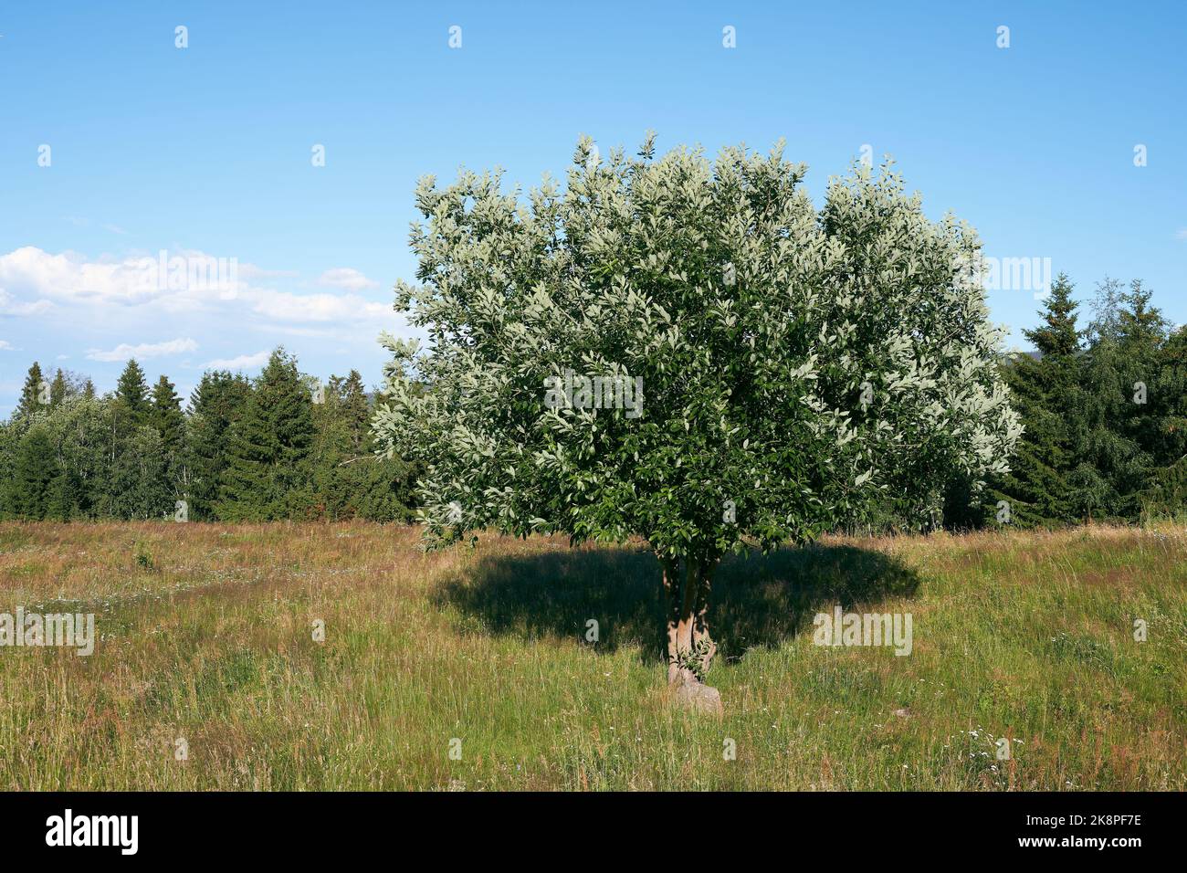 Bird cherry leaves hi-res stock photography and images - Alamy