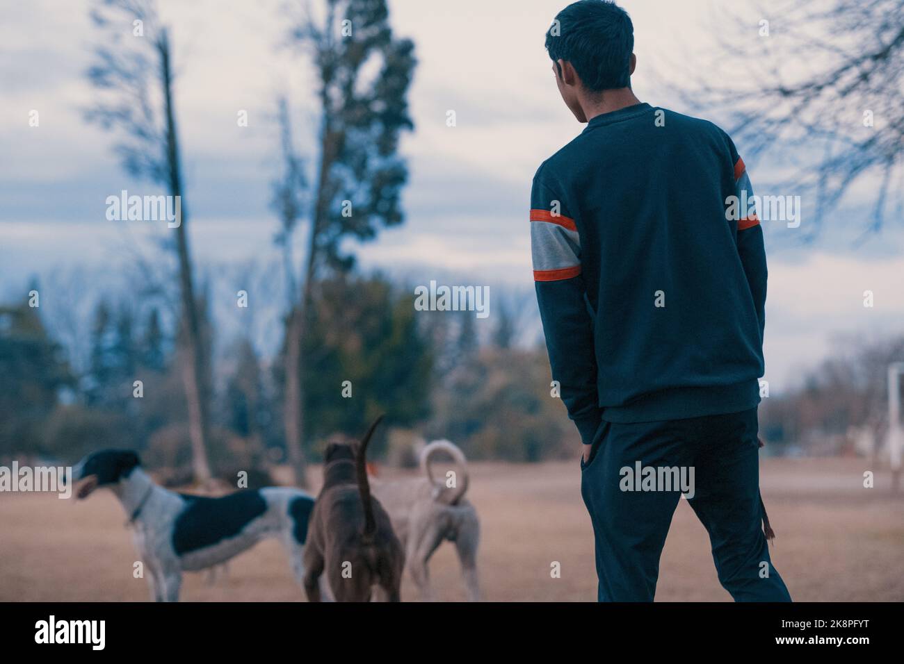 A boy playing with Sighthounds(gazehound) and petting them in the park ...